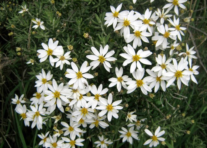 Romerillo (chiliotrichum difusum). - 5 Septiembre