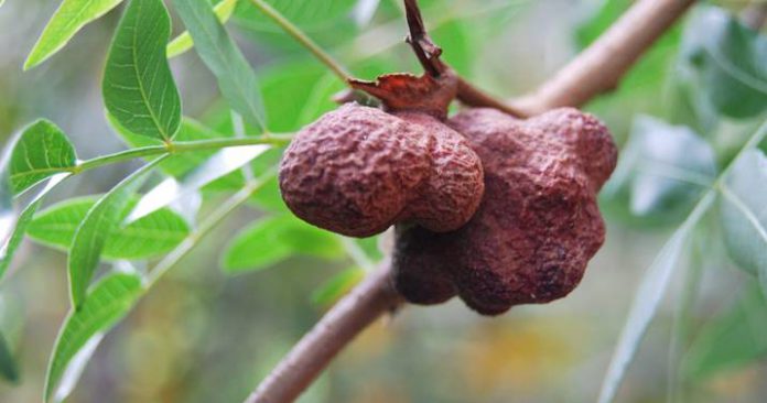 El almácigo y la Semana Santa - 5 Septiembre