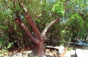 El almácigo y la Semana Santa - 5 Septiembre