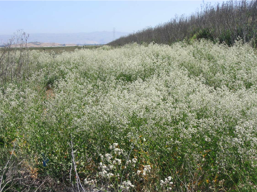 Rompepiedras o el Lepidium Latifolium - 5 Septiembre