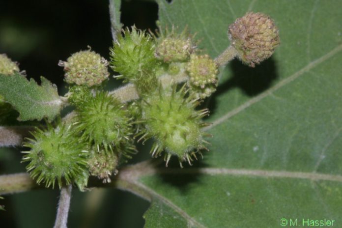 El guisazo de caballo contra las afecciones renales - 5 Septiembre