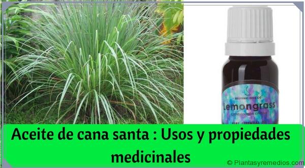 La caña santa: bendición de la naturaleza - 5 Septiembre