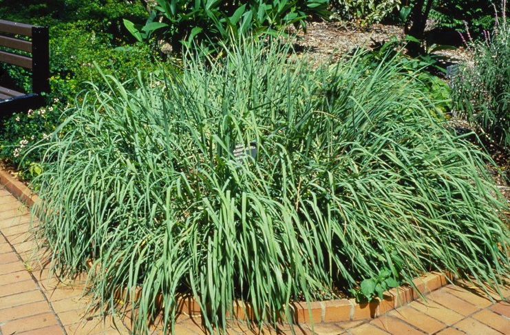 La caña santa: bendición de la naturaleza - 5 Septiembre