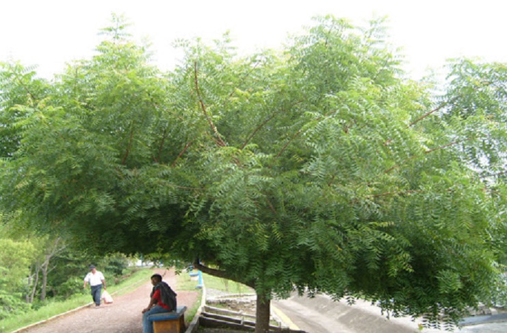 Árbol del Neem, la farmacia del pueblo
